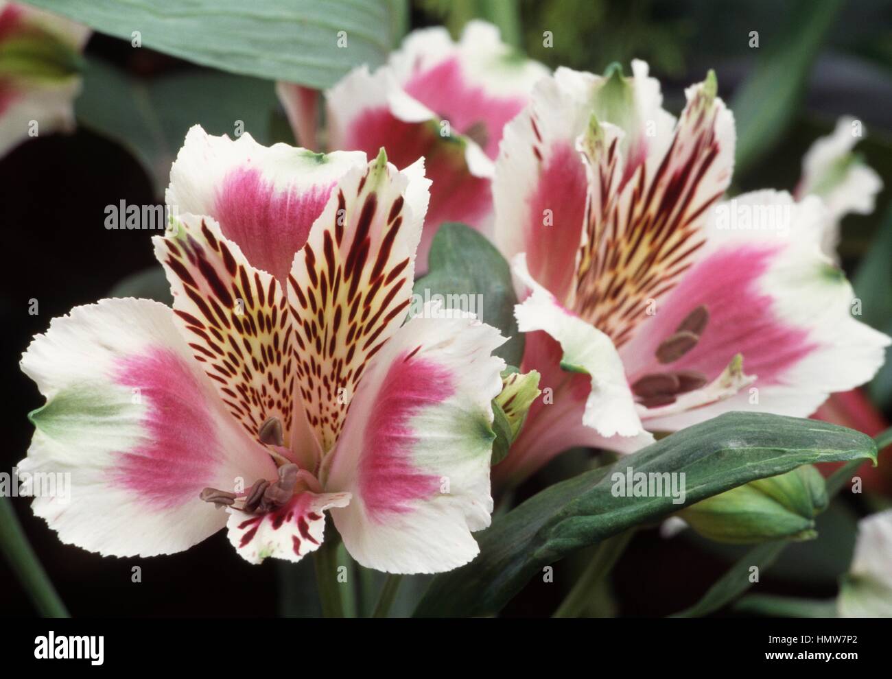 Alstroemeria Petronella, Alstroemeriaceae Stock Photo - Alamy