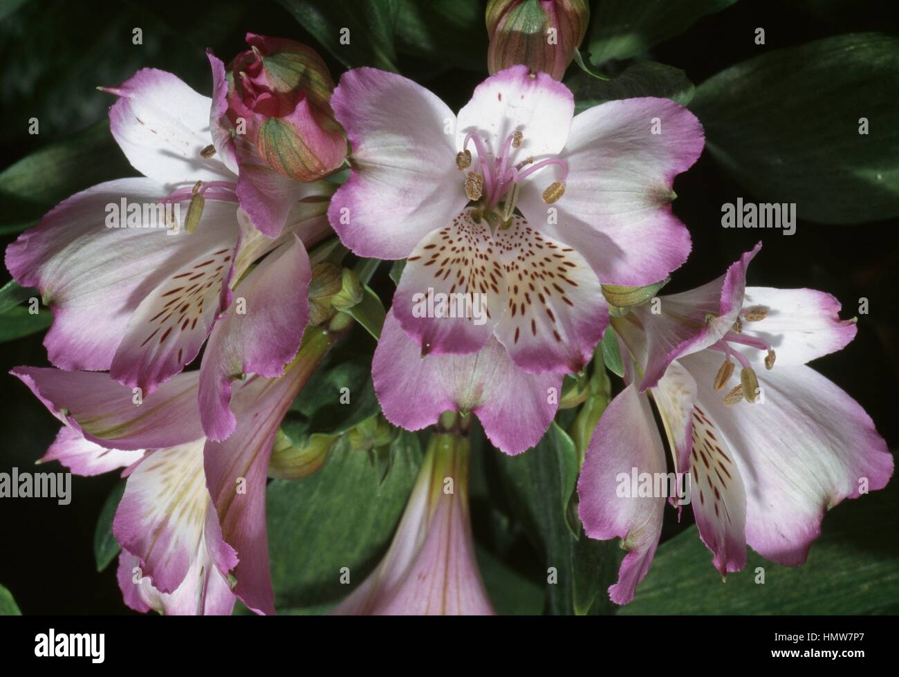 Alstroemeria Charmes, Alstroemeriaceae Stock Photo - Alamy