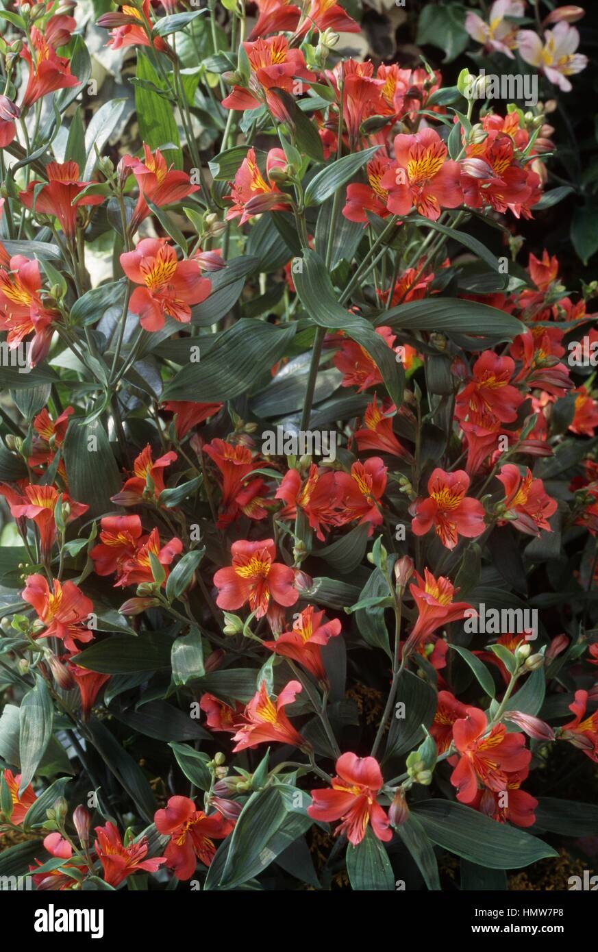 Alstroemeria Tina, Alstroemeriaceae Stock Photo - Alamy