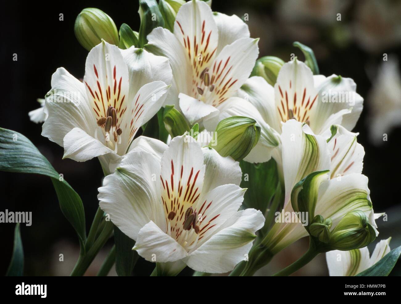 Alstroemeria Virginia, Alstroemeriaceae Stock Photo - Alamy