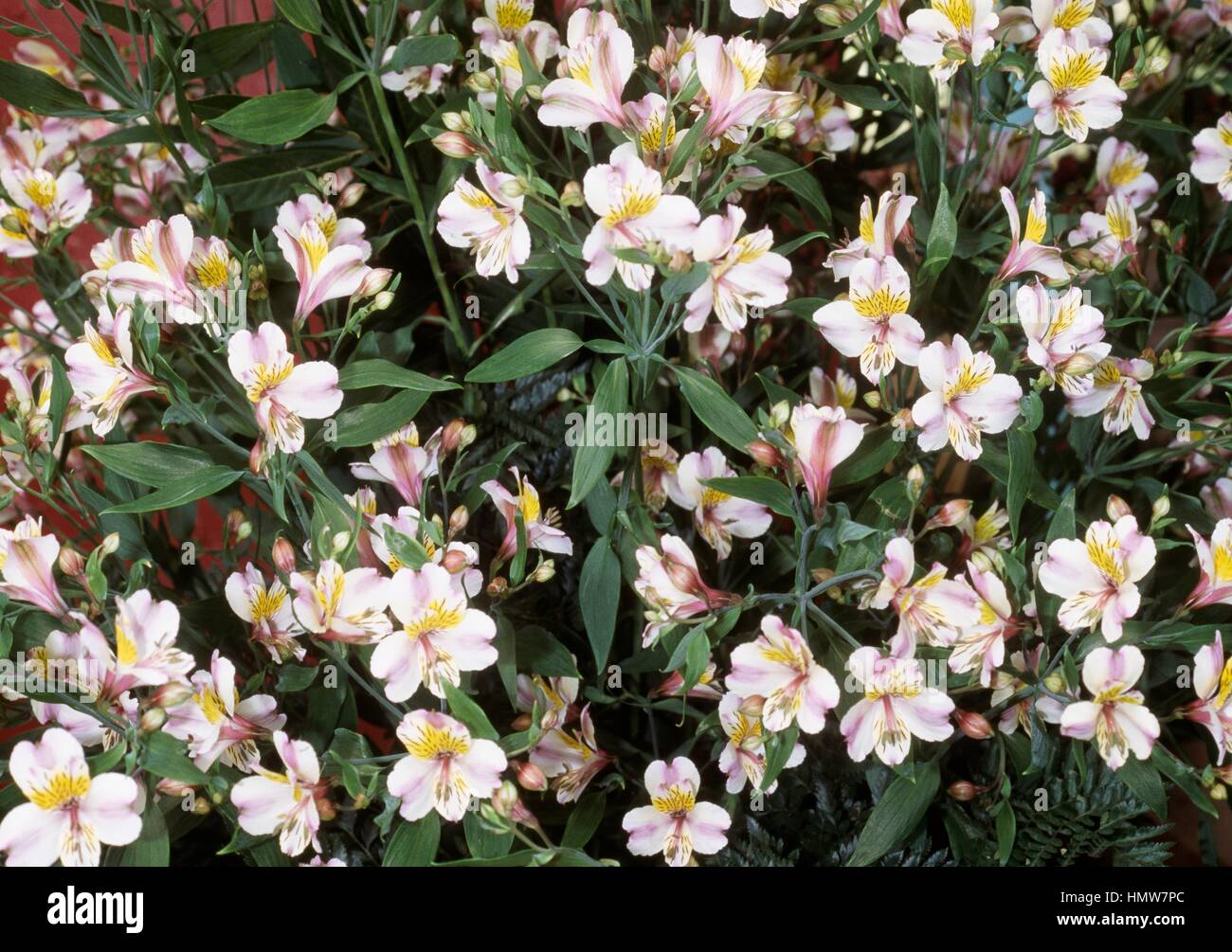 Alstroemeria Vienna, Alstroemeriaceae Stock Photo - Alamy