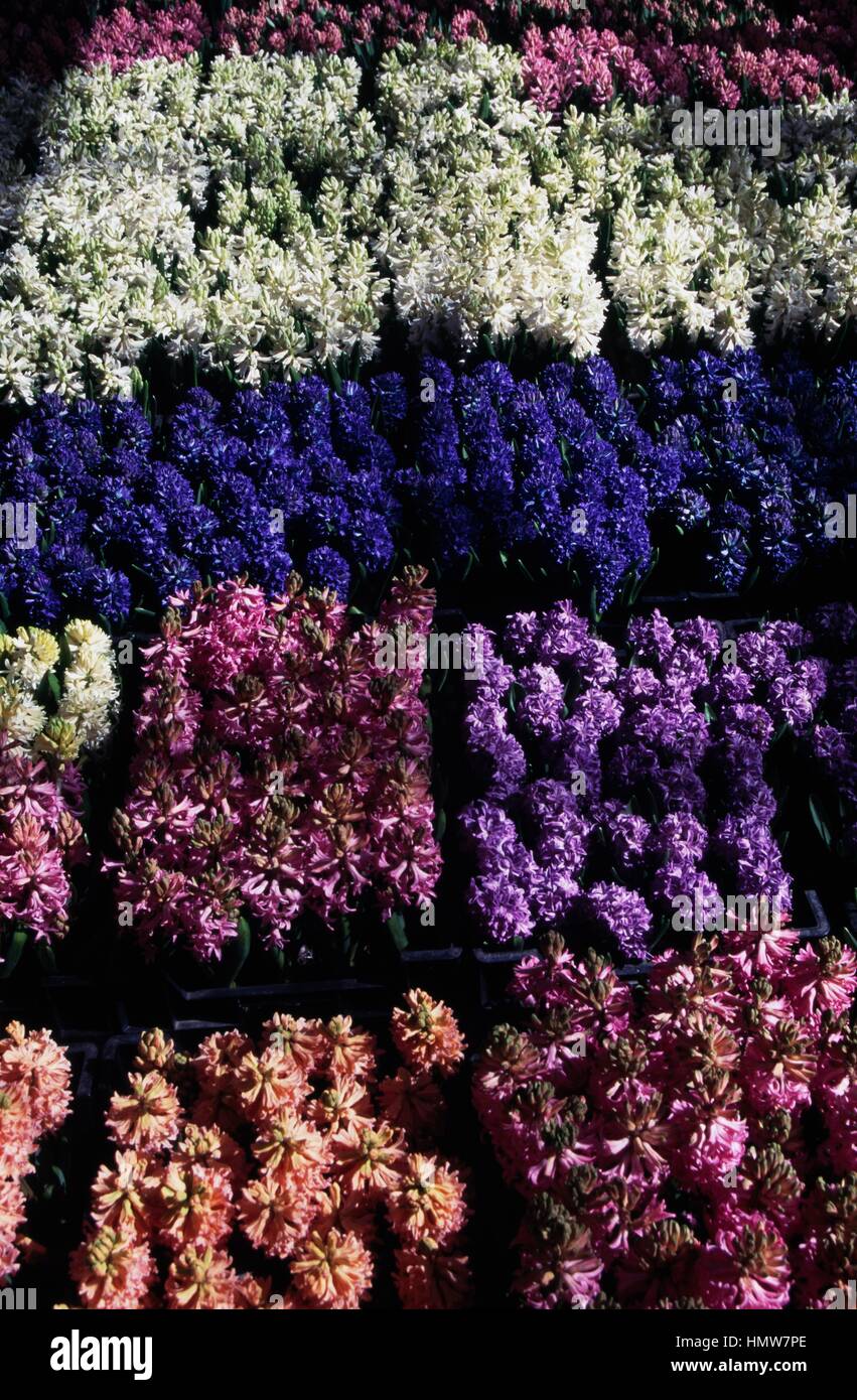 Hyacinthus sp hi-res stock photography and images - Alamy