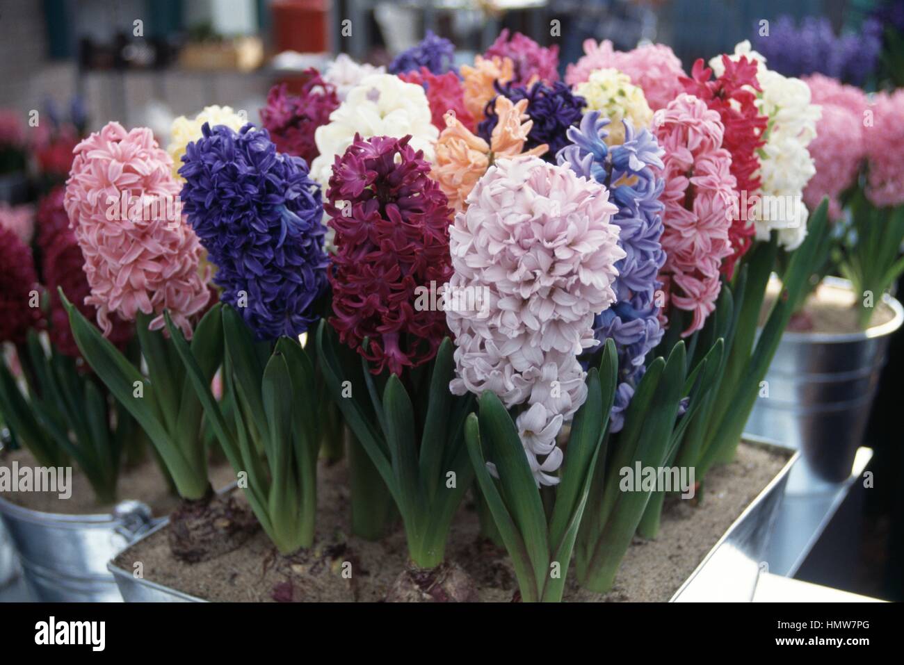 Hyacinth (Hyacinthus sp), Hyacinthaceae Stock Photo - Alamy