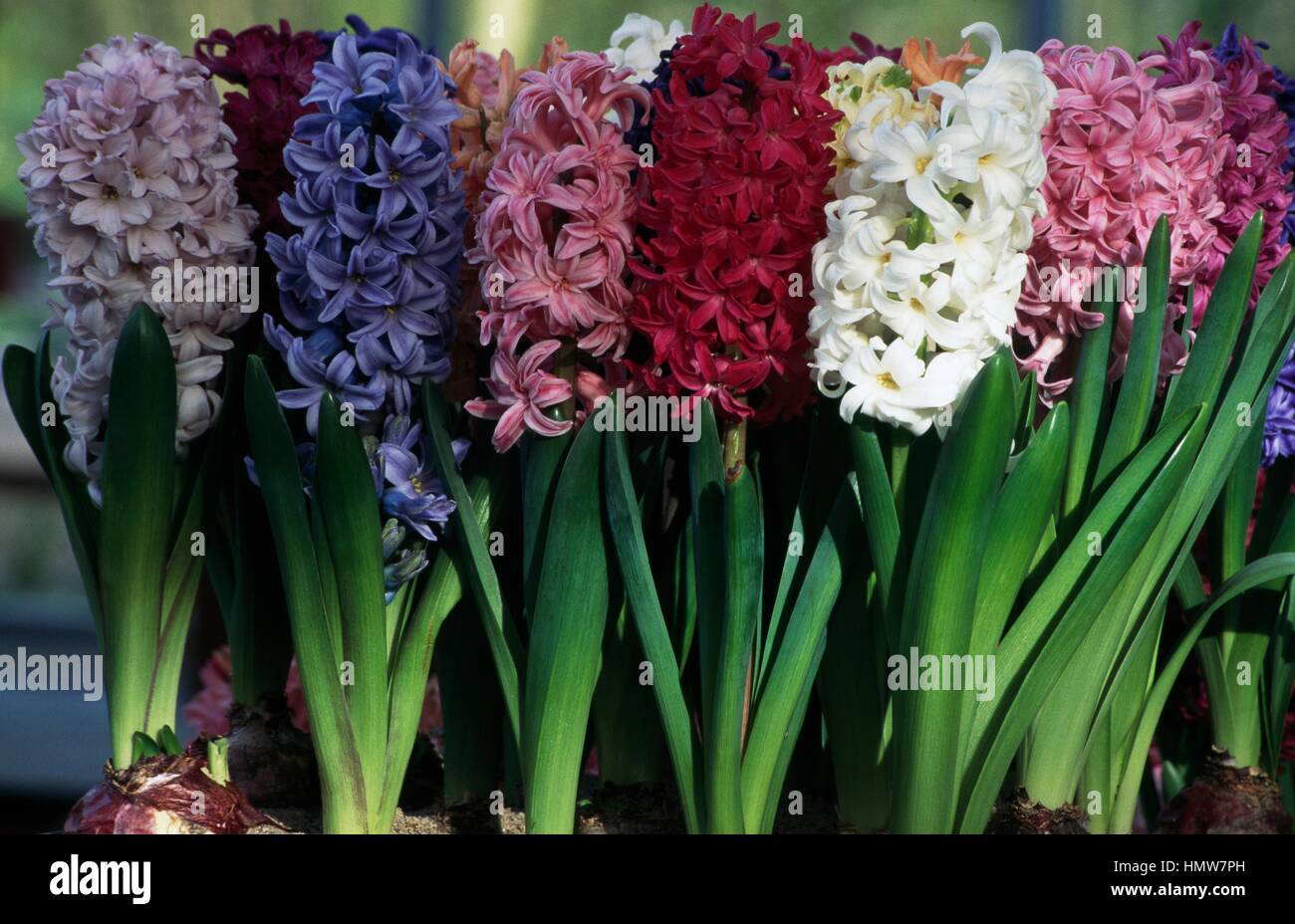 Collection of different coloured Hyacinth (Hyacinthus sp), Asparagaceae ...