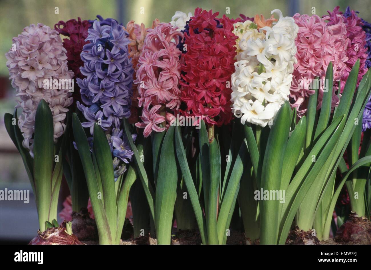 Hyacinthus sp hi-res stock photography and images - Alamy