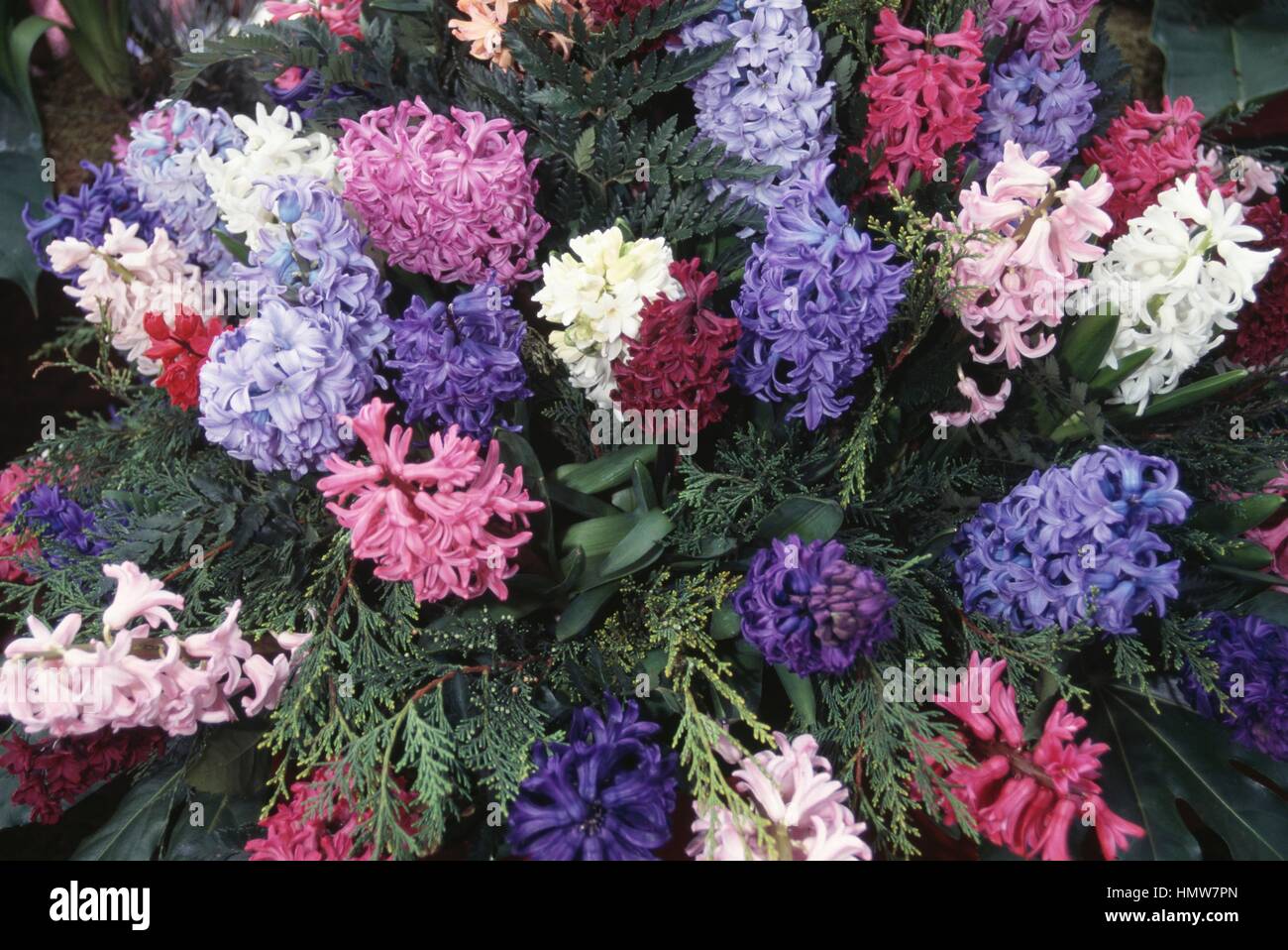 Hyacinth (Hyacinthus sp), Hyacinthaceae Stock Photo - Alamy