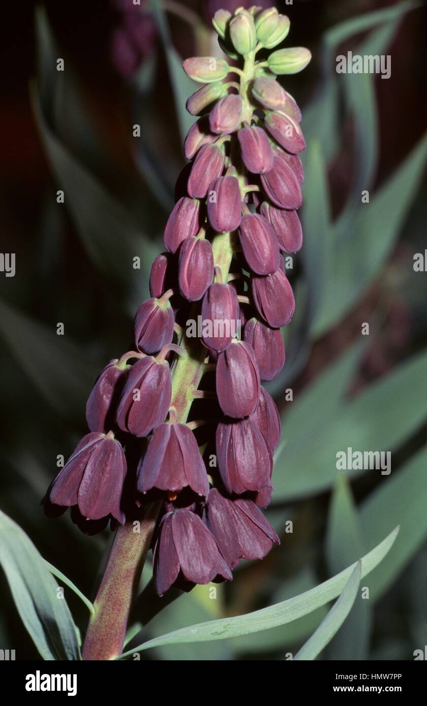 Persian lily hi-res stock photography and images - Alamy