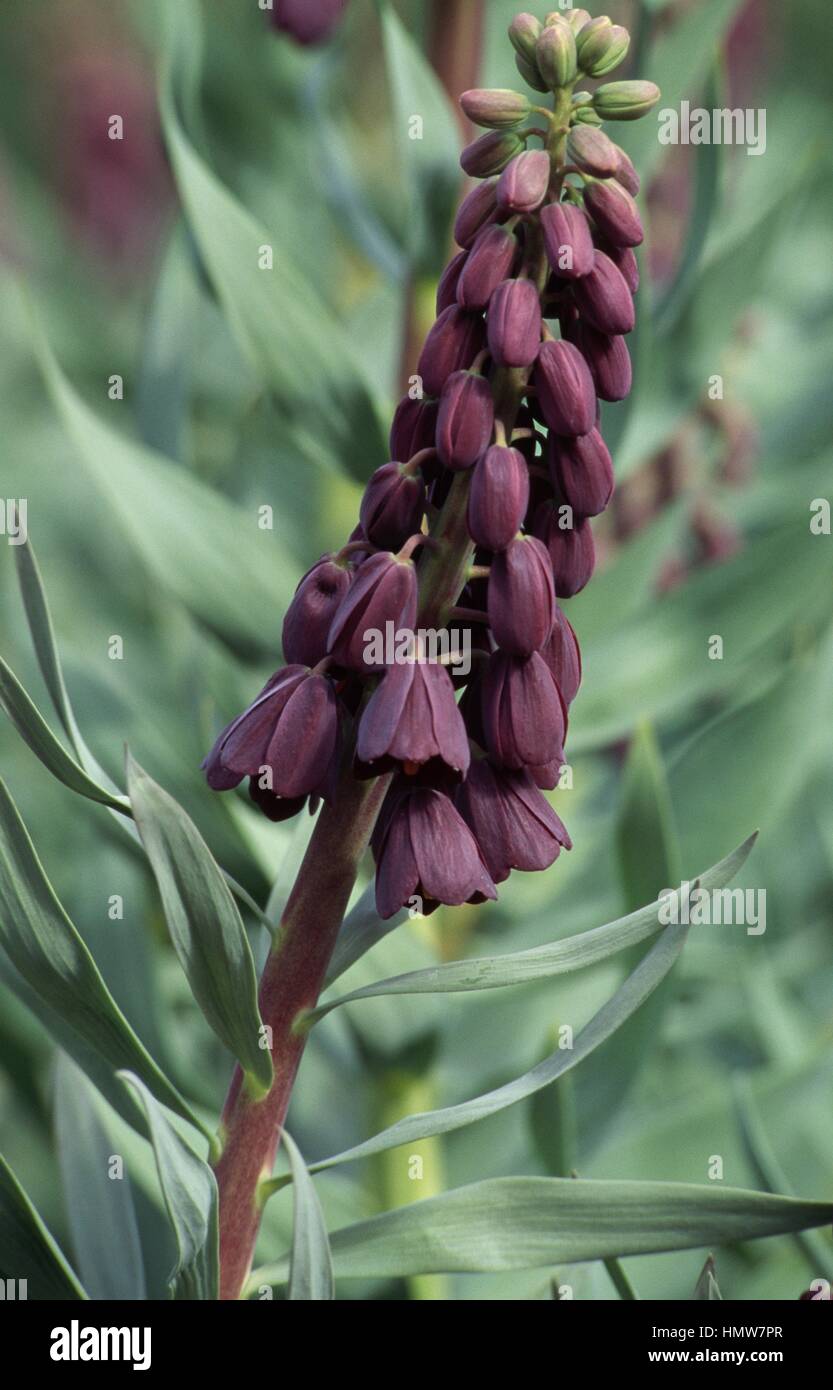 Persian lily hi-res stock photography and images - Alamy