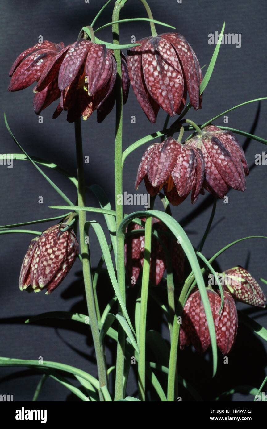Snake's head fritillary, Chess flower or Lazarus bell (Fritillaria ...