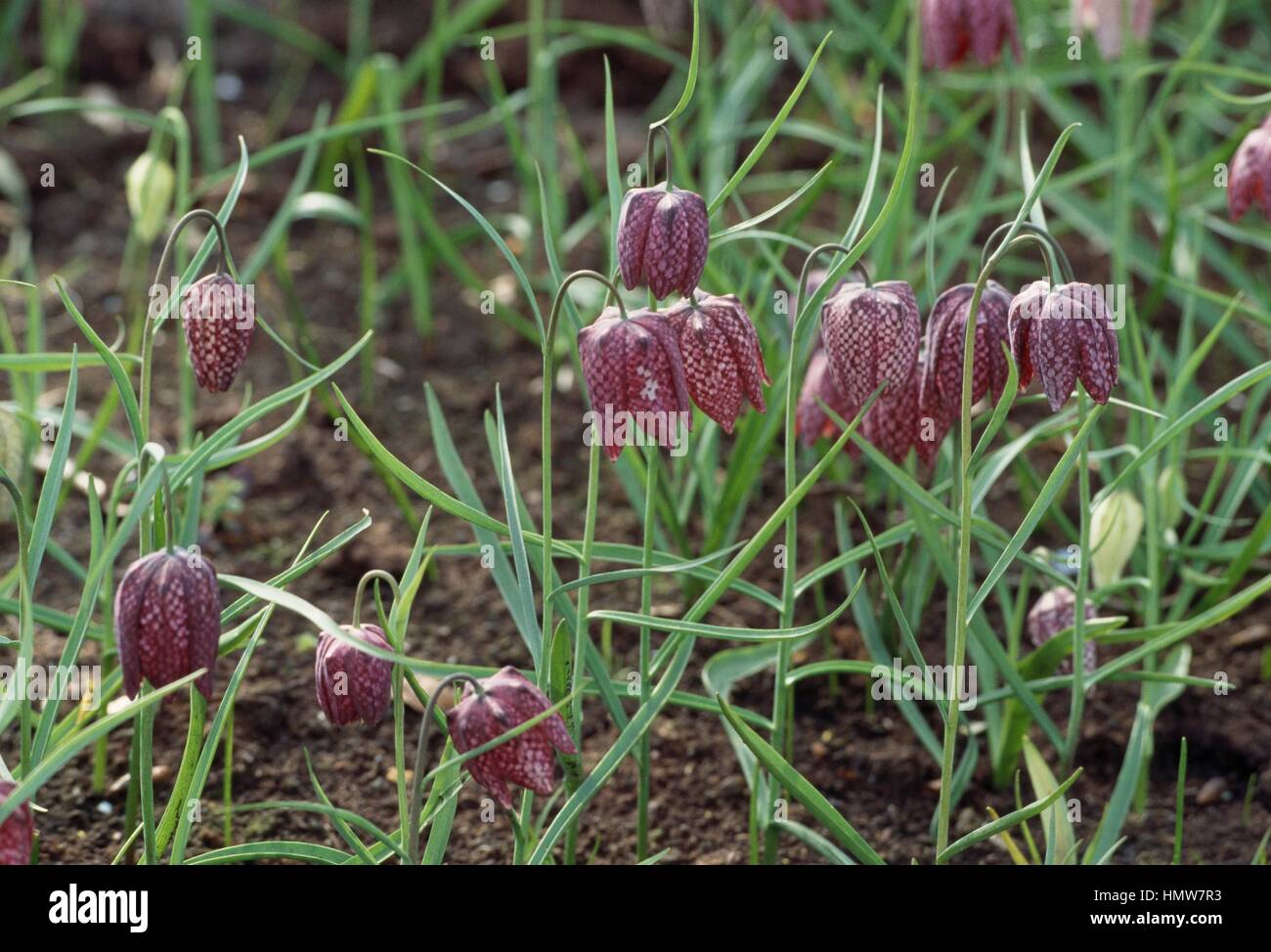 Snake's head fritillary, Chess flower or Lazarus bell (Fritillaria ...