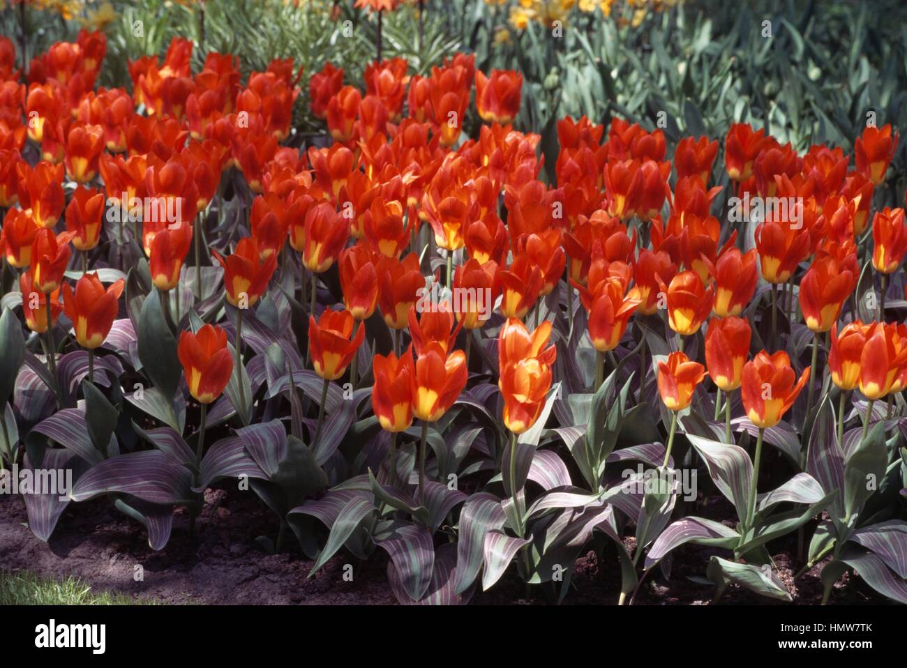 Tulipa greigii large copper hi-res stock photography and images - Alamy