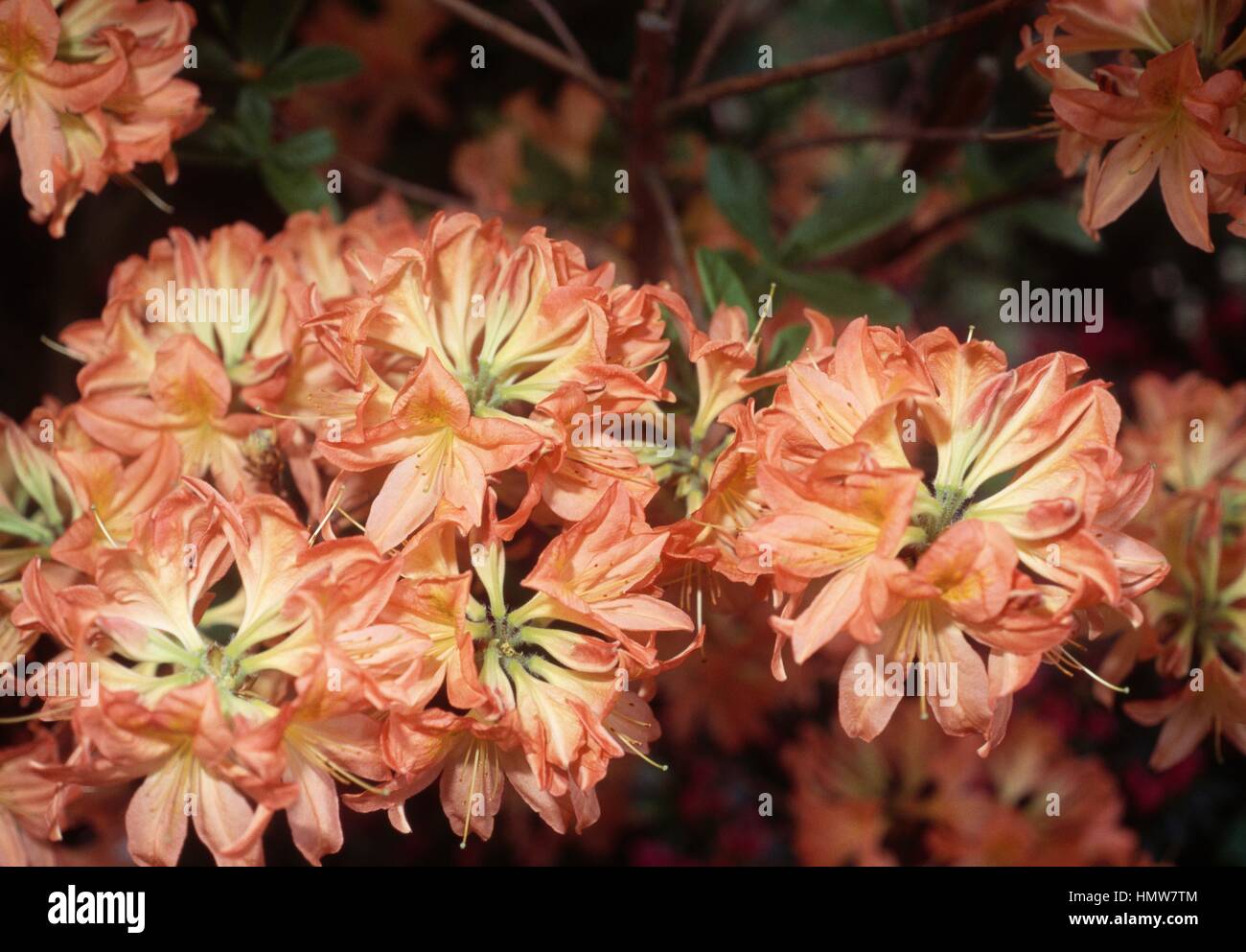 Chinese azalea (Rhododendron molle), Ericaceae Stock Photo - Alamy