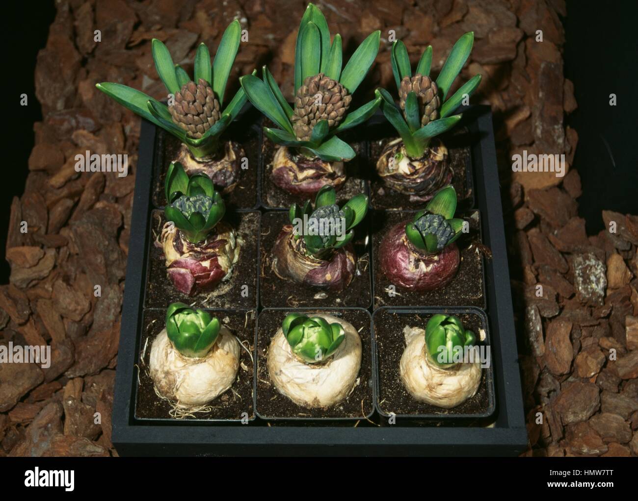 Hyacinth bulbs (Hyacinthus sp), Hyacinthaceae Stock Photo - Alamy