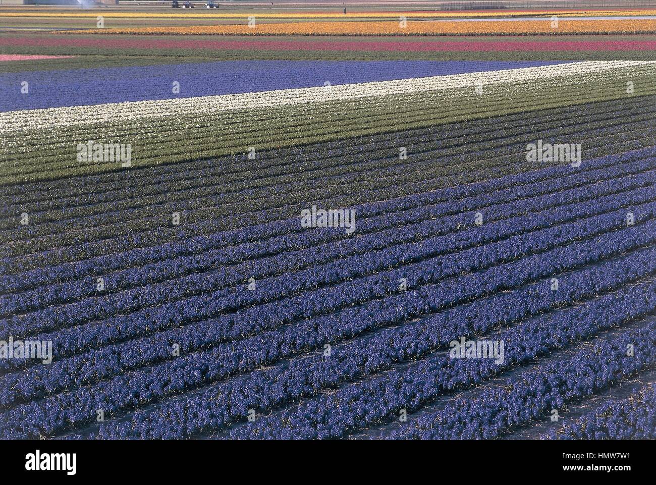 Cultivation of bulbous plants around Lisse, South Netherlands Stock ...