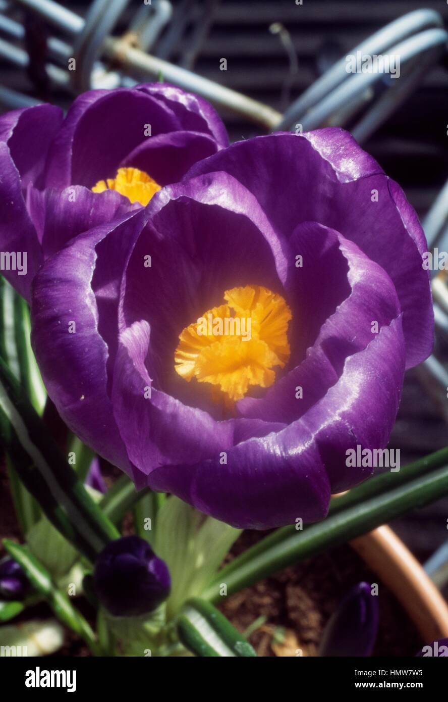 Crocus vernus Purpurea Grandiflora, Iridaceae Stock Photo - Alamy