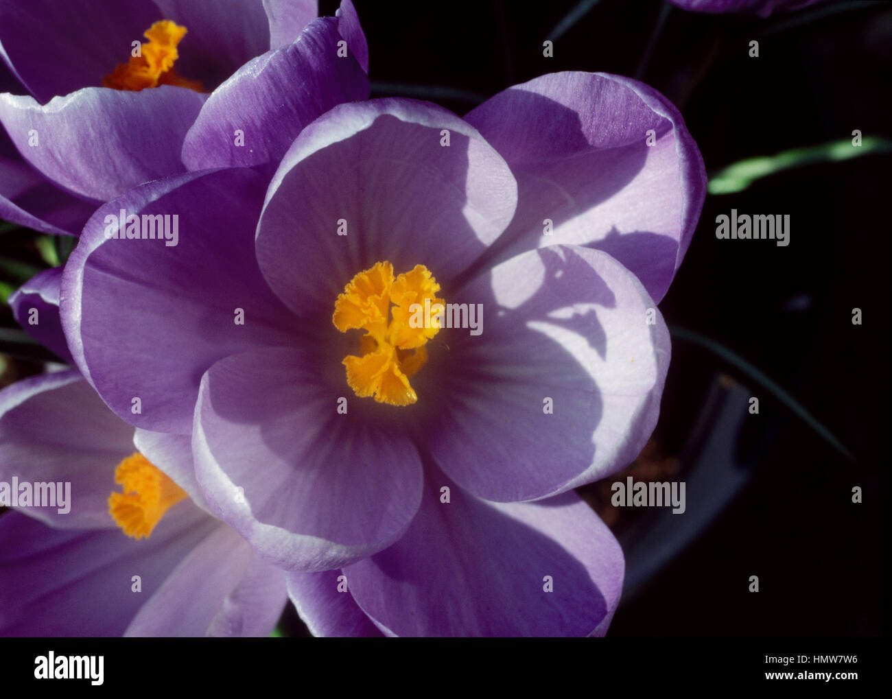 Extreme Close Up Iridaceae High Resolution Stock Photography and Images ...