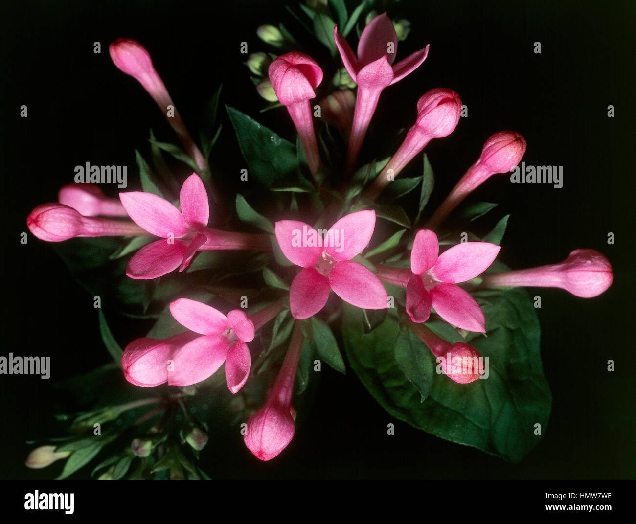 Bouvardia hi-res stock photography and images - Alamy