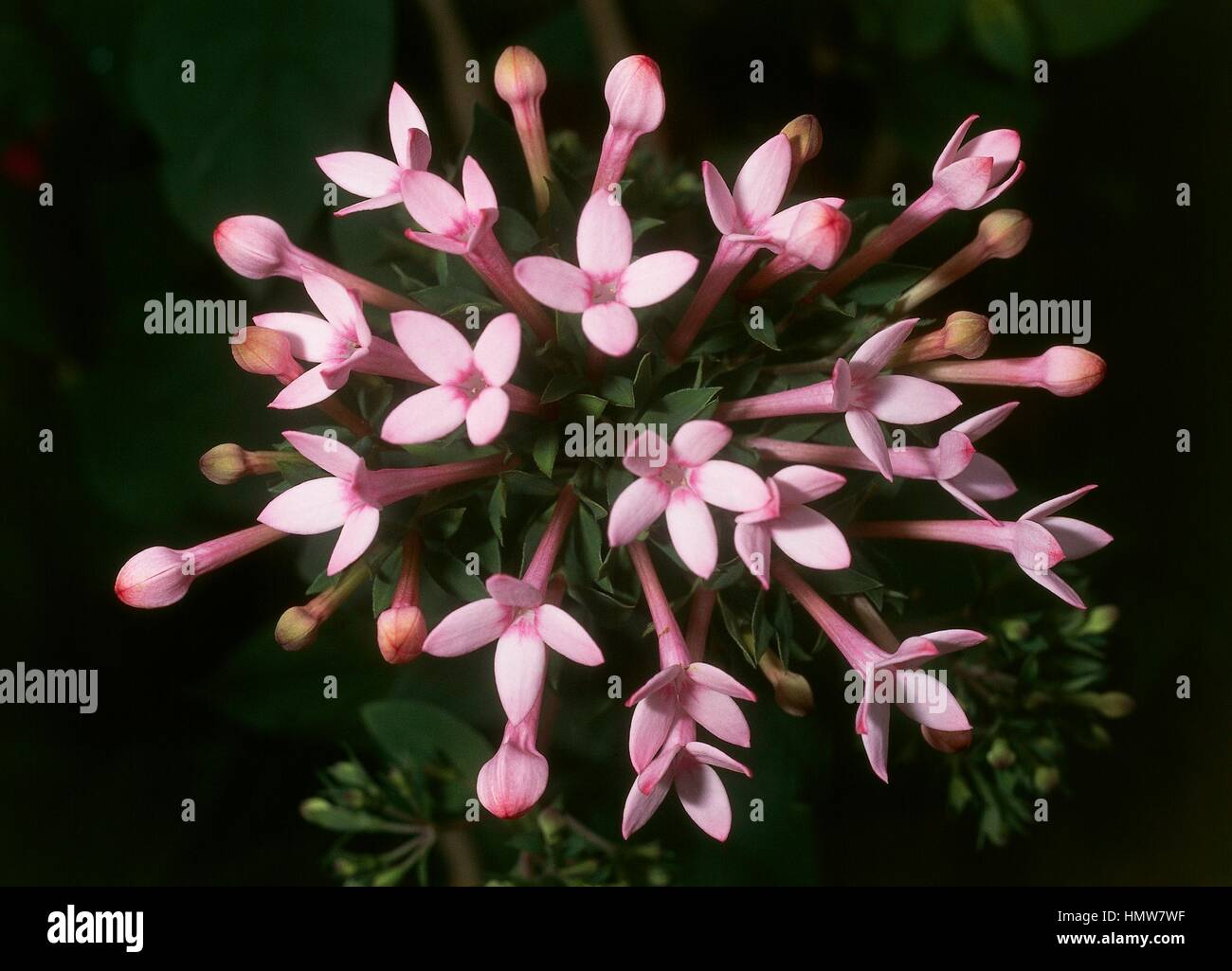 Bouvardia hi-res stock photography and images - Alamy