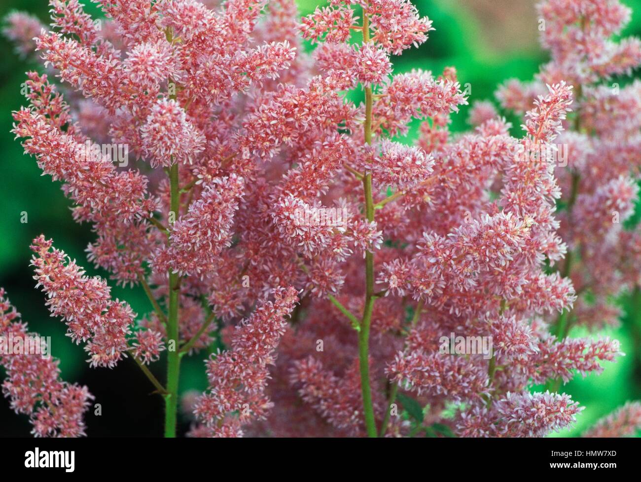 Astilbe (Astilbe Mainz), Saxifragaceae Stock Photo - Alamy