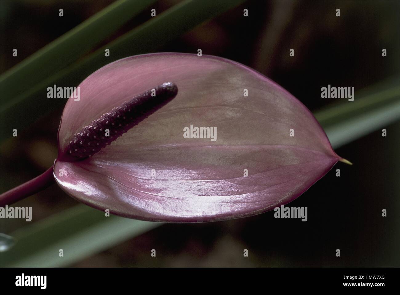 Botany - Araceae. Laceleaf (Anthurium 'Deep Purple' Stock Photo - Alamy