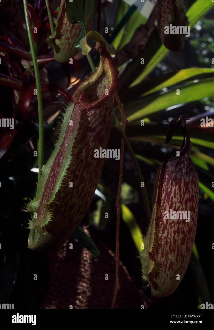 Great pitcher-plant (Nepenthes maxima), Nepentaceae, carnivorous plant ...