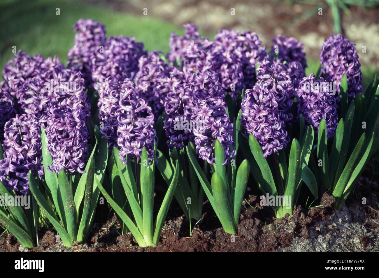 Hyacinth (Hyacinthus orientalis Atlantic), Hyacinthaceae Stock Photo - Alamy