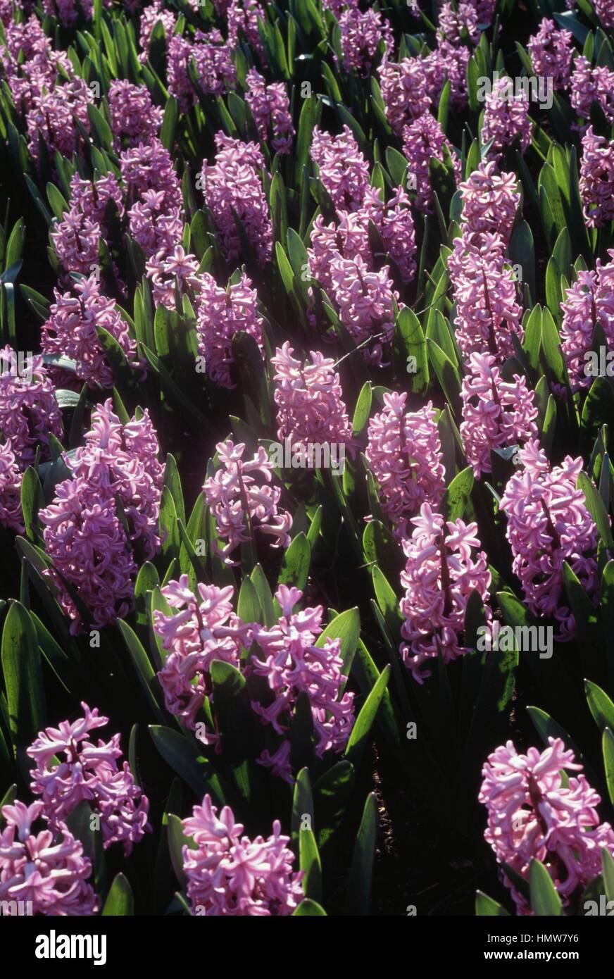 Hyacinth (Hyacinthus orientalis Anna Liza), Hyacinthaceae Stock Photo - Alamy