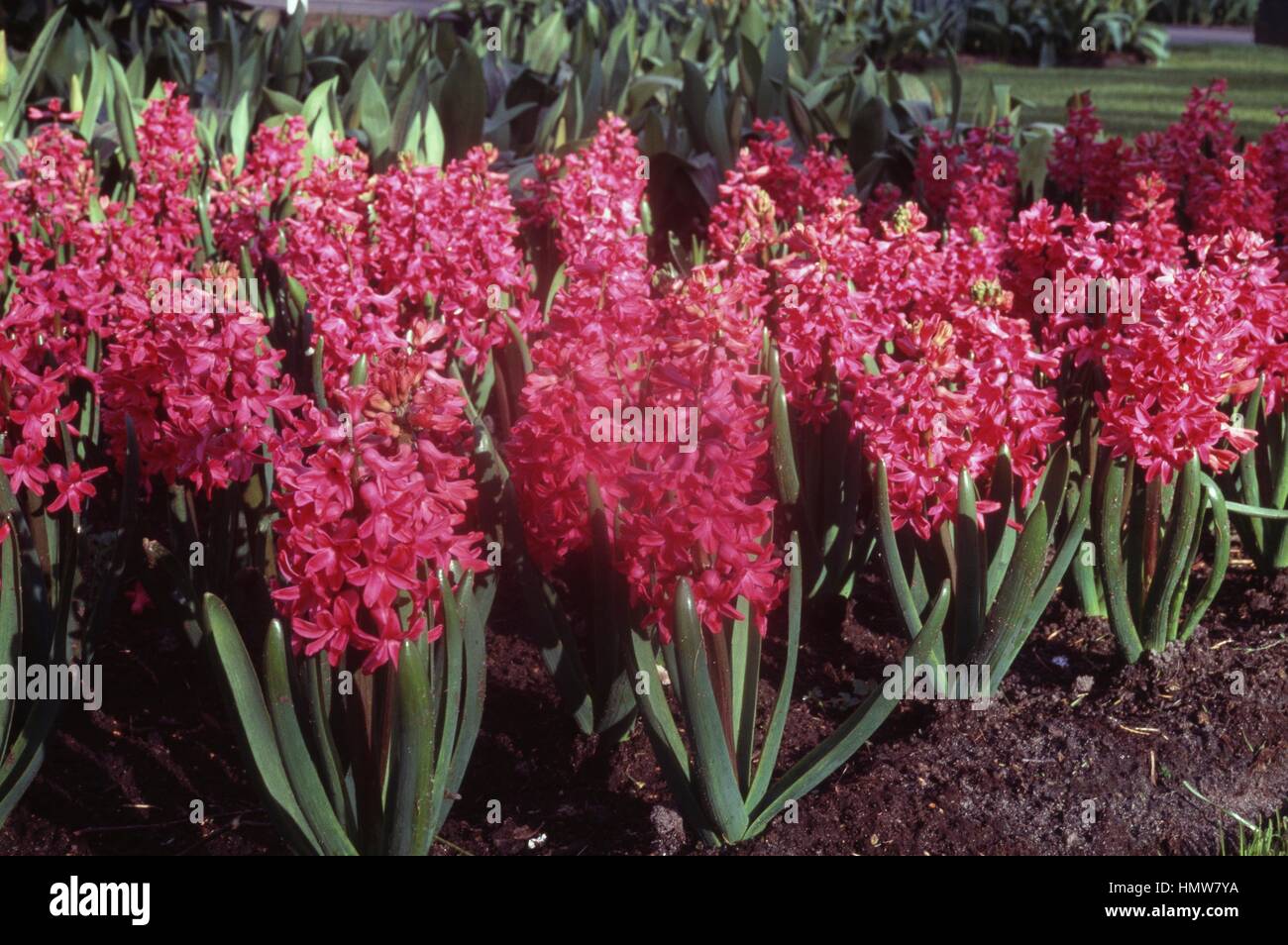 Hyacinth (Hyacinthus orientalis Jan Bos), Hyacinthaceae Stock Photo - Alamy