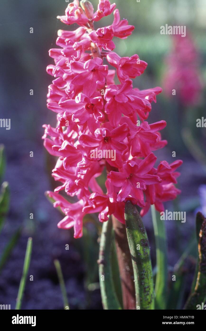 Hyacinth (Hyacinthus orientalis Jan Bos), Hyacinthaceae Stock Photo - Alamy