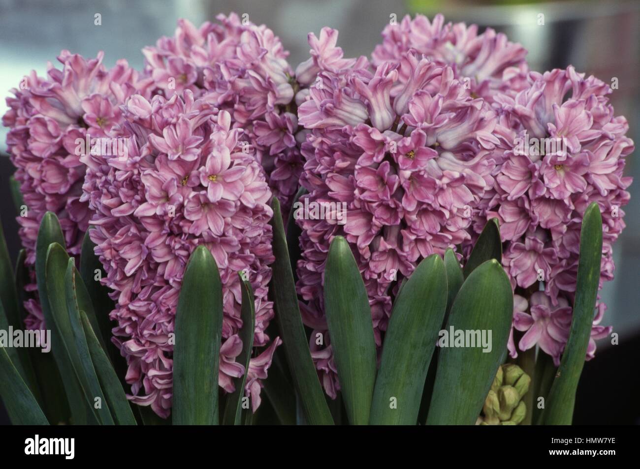 Hyacinth (Hyacinthus orientalis Paars), Hyacinthaceae Stock Photo - Alamy