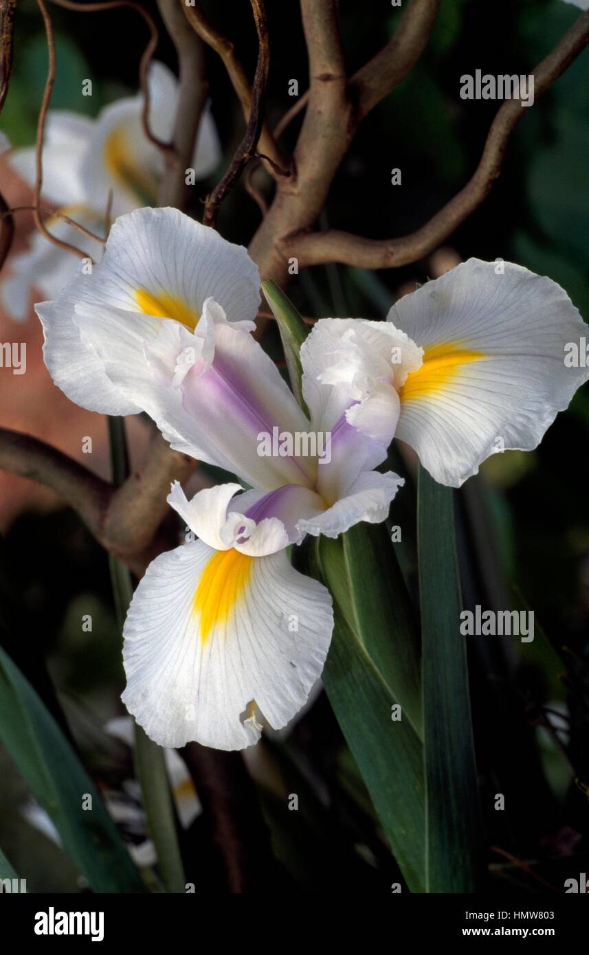 Iris Madonna, Iridaceae Stock Photo - Alamy