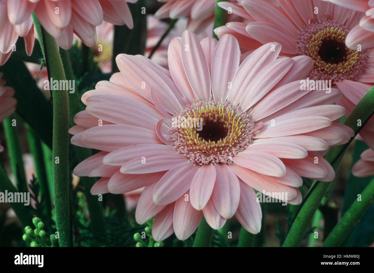 Gerbera or African Daisy (Gerbera Sublime), Asteraceae Stock Photo - Alamy