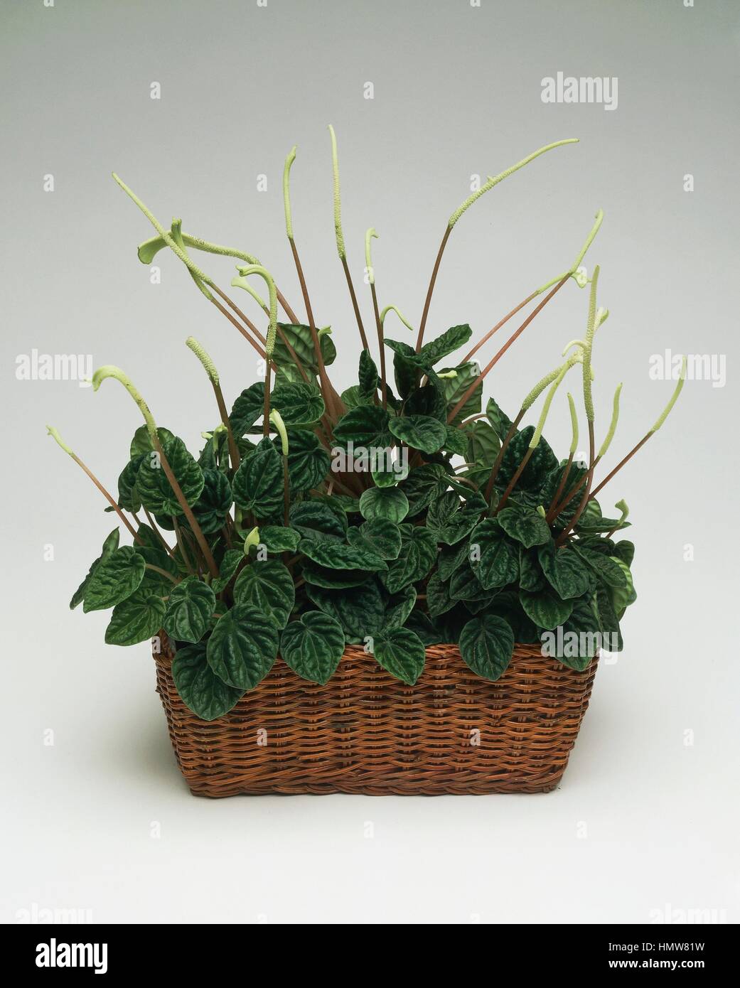 Radiator plant peperomia caperata lilian hi-res stock photography and ...