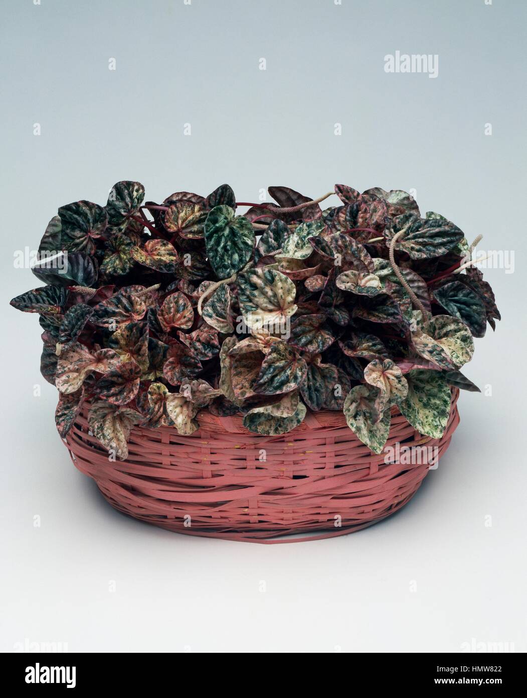 Emerald ripple peperomia (Peperomia caperata Red Luna), Piperaceae ...