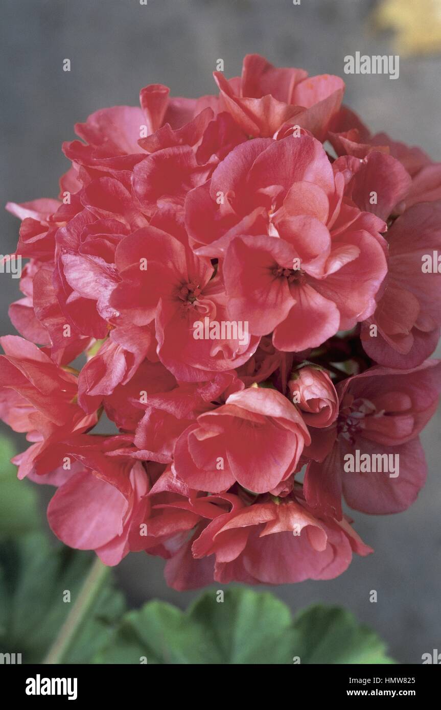 Botany - Geraniaceae. Horseshoe geranium (Pelargonium zonale Stock ...