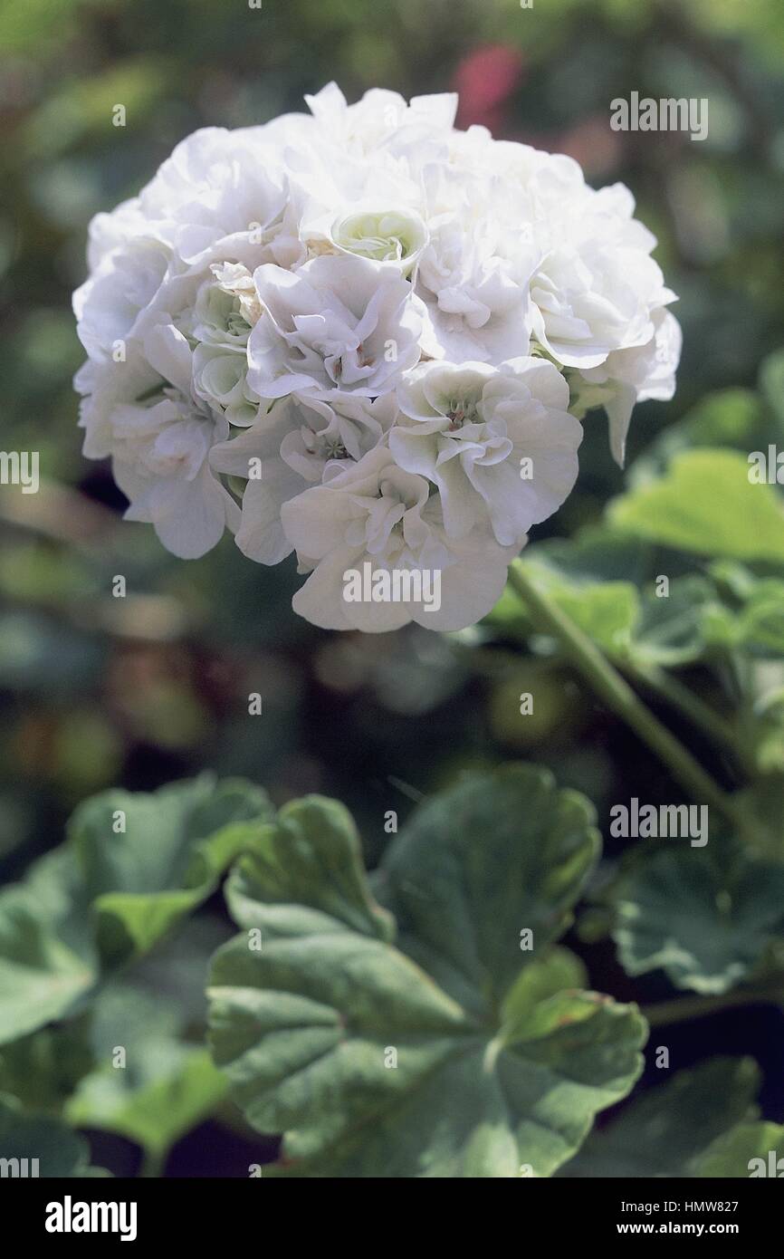 Botany - Geraniaceae. Horseshoe geranium (Pelargonium zonale Stock ...