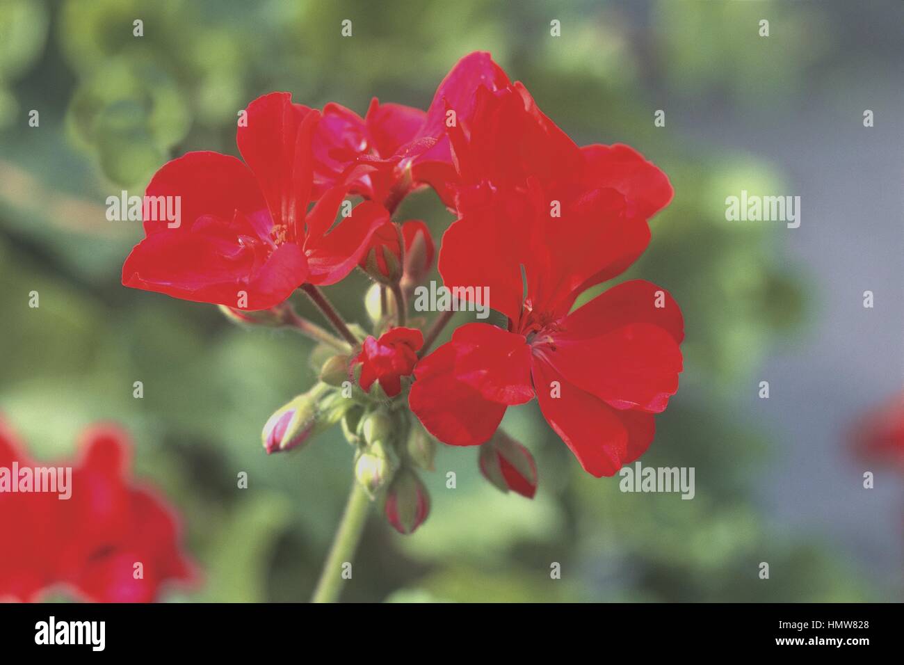 Botany - Geraniaceae. Horseshoe geranium (Pelargonium zonale Stock ...
