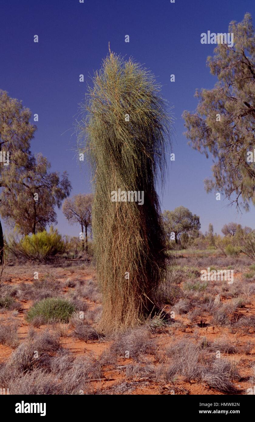 Desert oak (Allocasuarina decaisneana), Casuarinaceae Stock Photo - Alamy