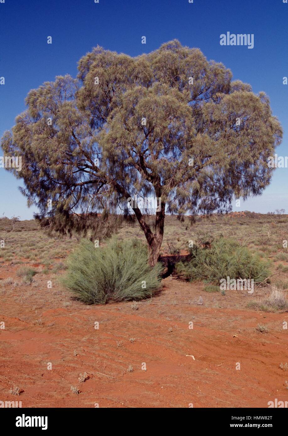 Desert oak (Allocasuarina decaisneana), Casuarinaceae Stock Photo - Alamy