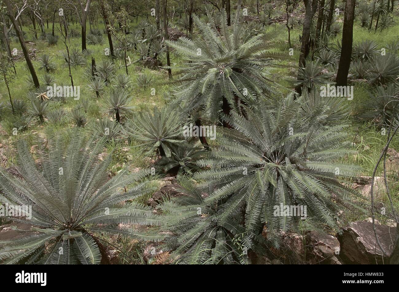 Botany - Cicadaceae. Cycad (Cycas calcicola). Litchfield National Park ...