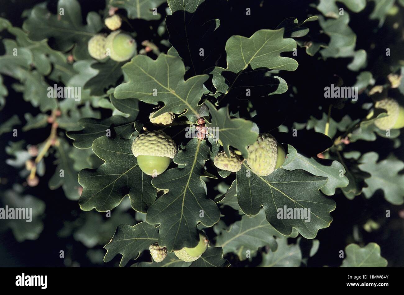 Botany - Fagaceae. English oak (Quercus robur). Acorns Stock Photo - Alamy
