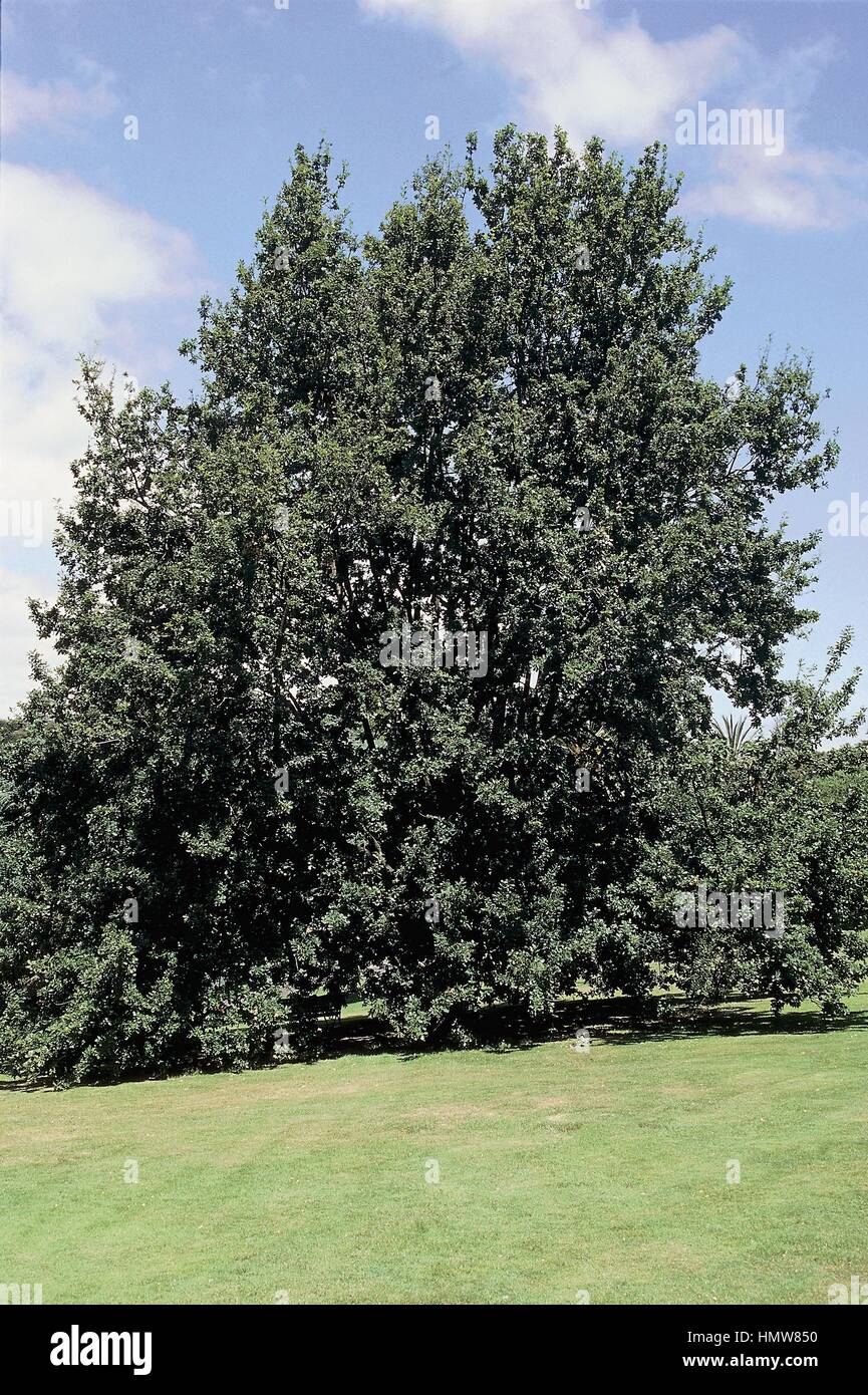 Botany - Trees - Fagaceae. English oak (Quercus robur Stock Photo - Alamy