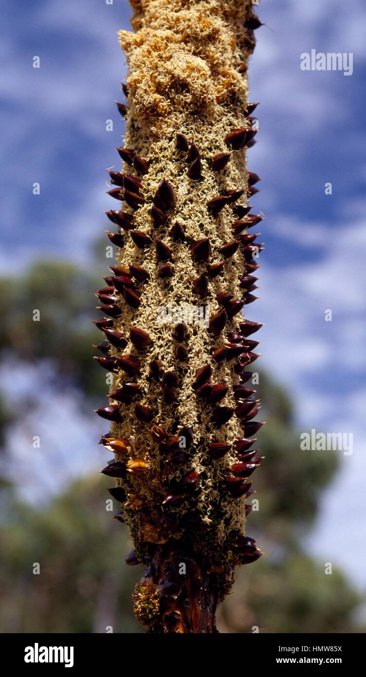 Xanthorrhoeaceae detail hi-res stock photography and images - Alamy