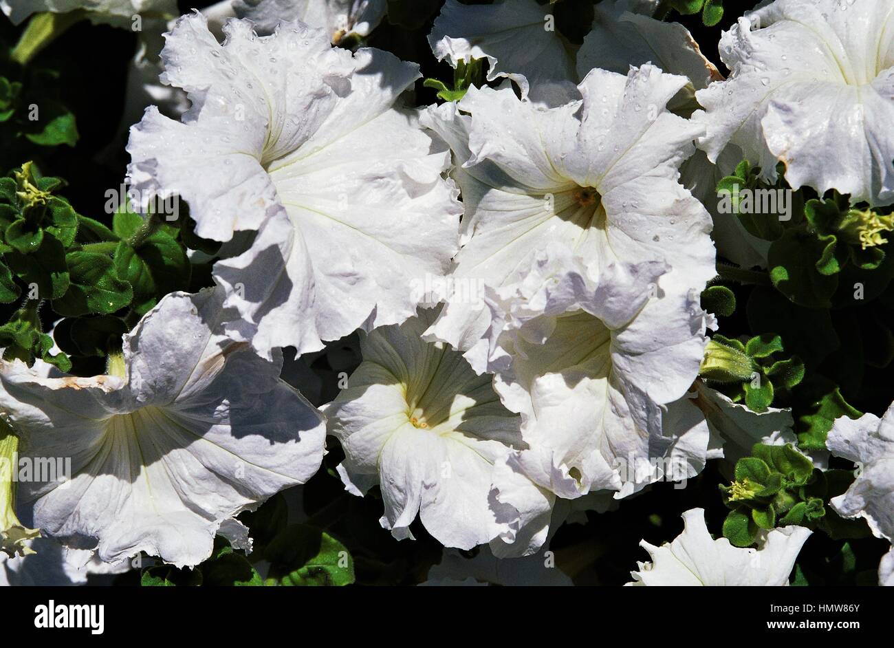 Petunia sp, Solanaceae Stock Photo - Alamy