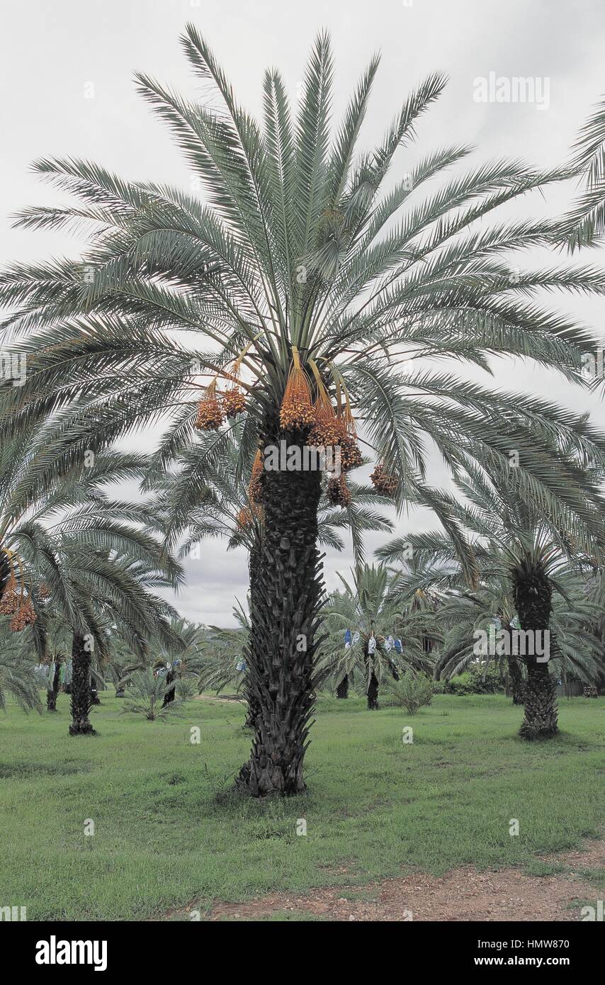 Botany - Trees - Arecaceae. Date palm (Phoenix dactylifera Stock Photo ...