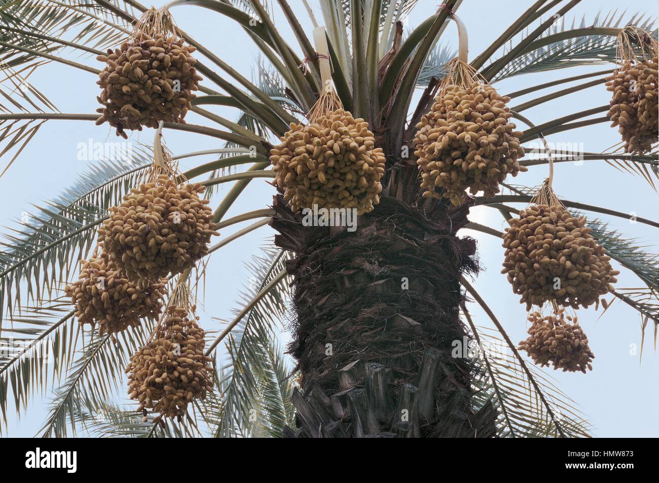 Botany - Trees - Arecaceae. Date palm (Phoenix dactylifera). Fruits ...