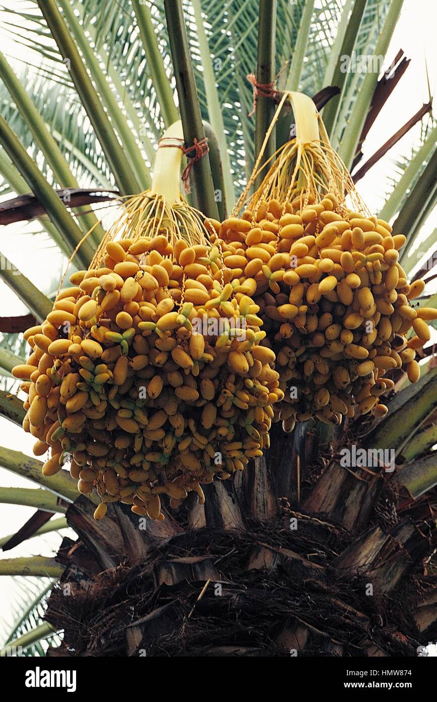 Fruits of Date palm (Phoenix dactylifera), Arecaceae. Tunisia Stock ...