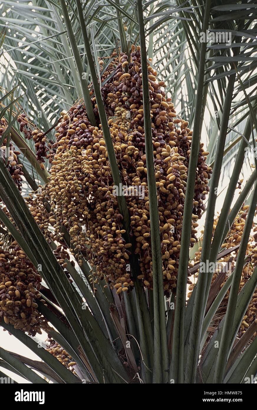 Botany - Arecaceae. Date palm (Phoenix dactylifera). Fruits Stock Photo ...