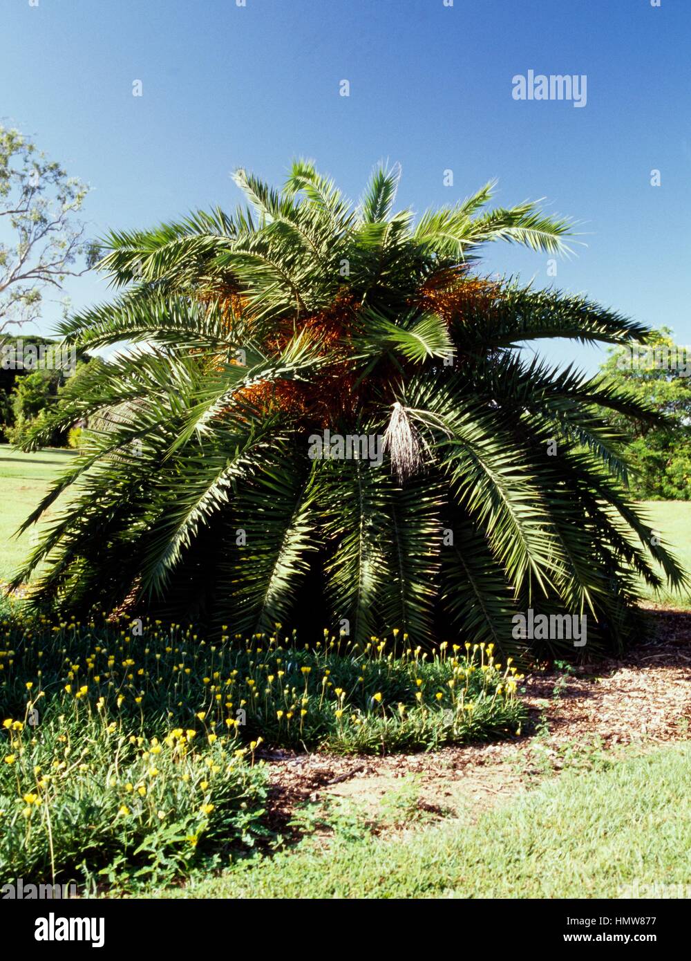 Palm (Phoenix hanceana), Arecaceae. Taiwan Stock Photo - Alamy