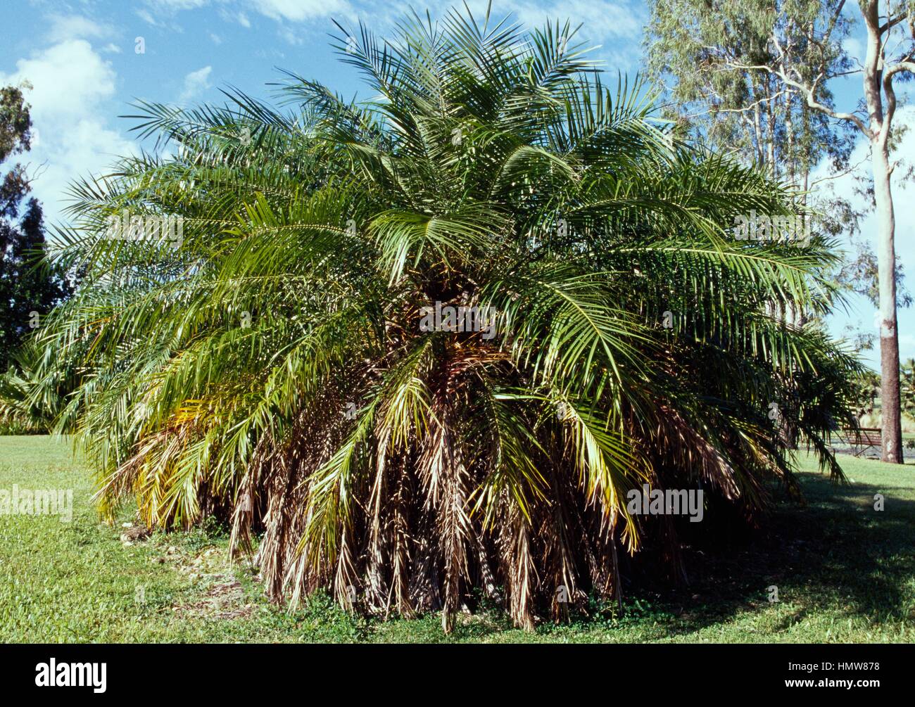 Palm (Phoenix roebelenii), Arecaceae. Laos Stock Photo - Alamy